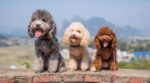 Poodle Lifespan: How Long Do Poodles Live? - Canine Journal