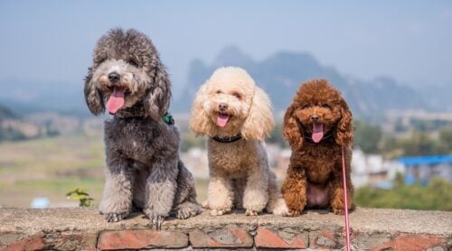 Poodle Lifespan: How Long Do Poodles Live? - Canine Journal