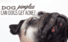 Dog Pimples: Can Dogs Get Acne? - Canine Journal
