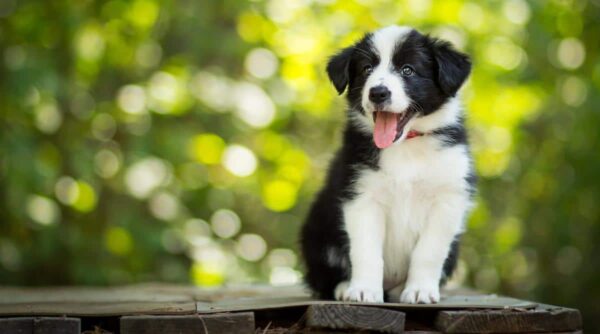 Do Border Collies Shed? Only Constantly - Here’s How To Survive The ...