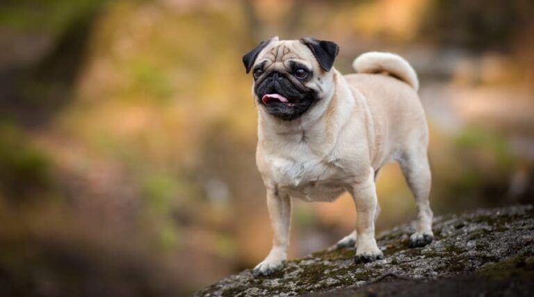 How Much?! These Are the Most Expensive Dog Breeds on Earth