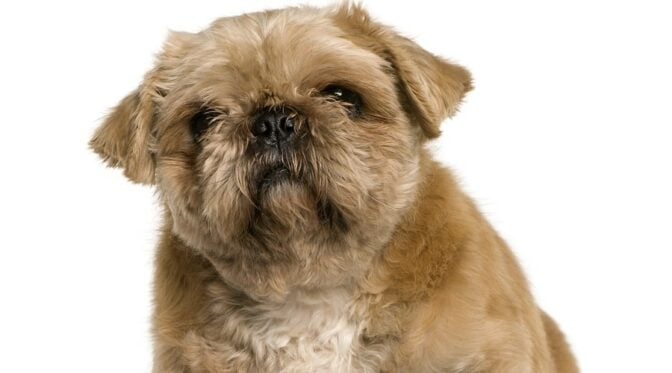 33 Pug Mixes: From Beloved Designer Dogs To Happy Accidents - Canine ...
