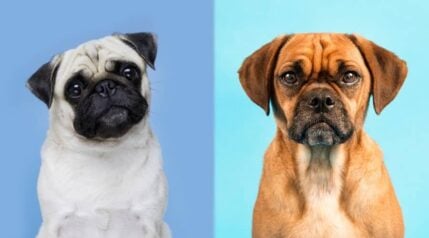 Puggle vs. Chug: Breed Differences & Similarities - Canine Journal