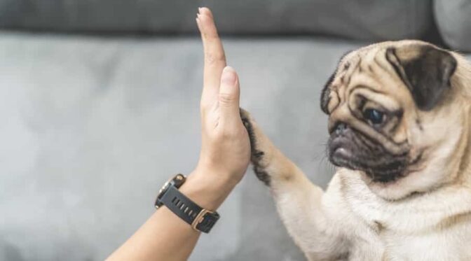 Why Do Dogs Wag Their Tails? It’s Not Always A Sign Of Happiness!