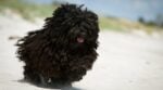 18 Dogs That Look Like a Mop? They’re Ridiculously Cute! - Canine Journal