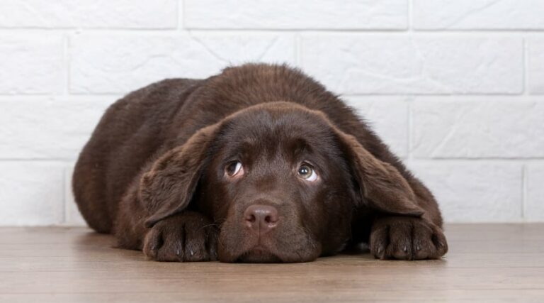 My Dog Just Ate Drywall! What Should I Do Now? - Canine Journal