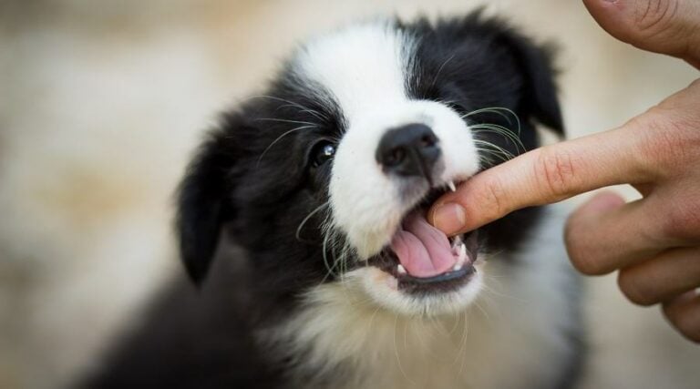 11 Best Chew Toys For Teething Puppies: KONGs, Edibles & More - Canine ...