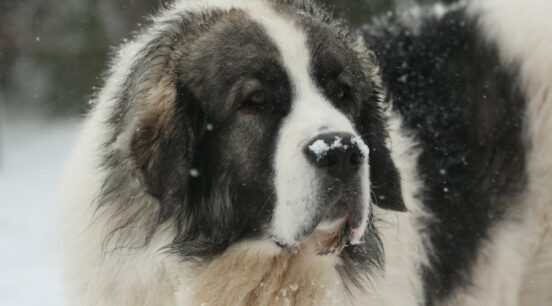 13 Adorable Dog Breeds That Look Like Bears But Make Better Roommates ...