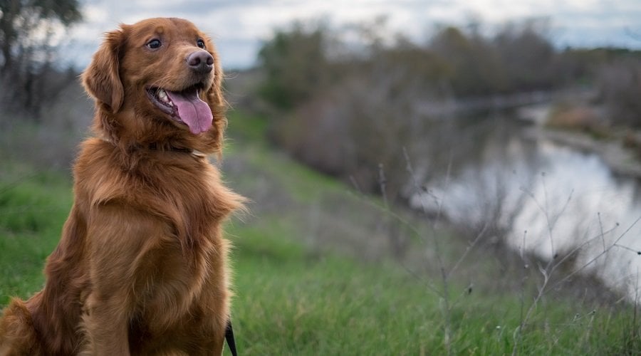 Golden Retriever vs. Labrador Retriever: What's The Difference ...