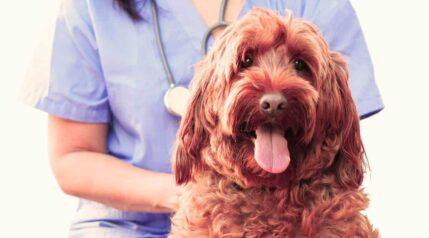 The 12 Most Common Goldendoodle Health Problems (Vets See These a Lot ...