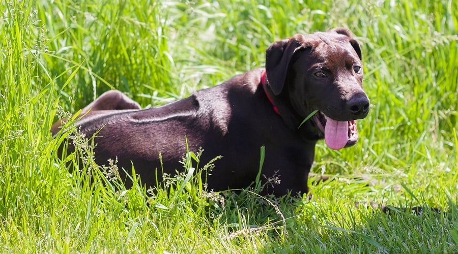 Rhodesian Ridgeback Chocolate Lab Mix Labrador Mix Puppies For Sale