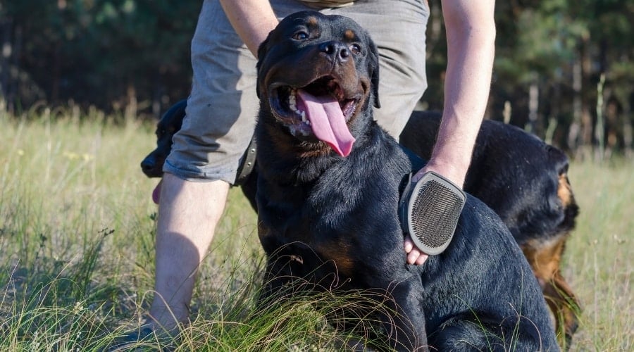 Rottweiler Shedding: How Much Do Rotties Really Shed? - Canine Journal