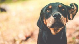 Doberman Pinscher vs. Rottweiler: Breed Differences & Similarities ...