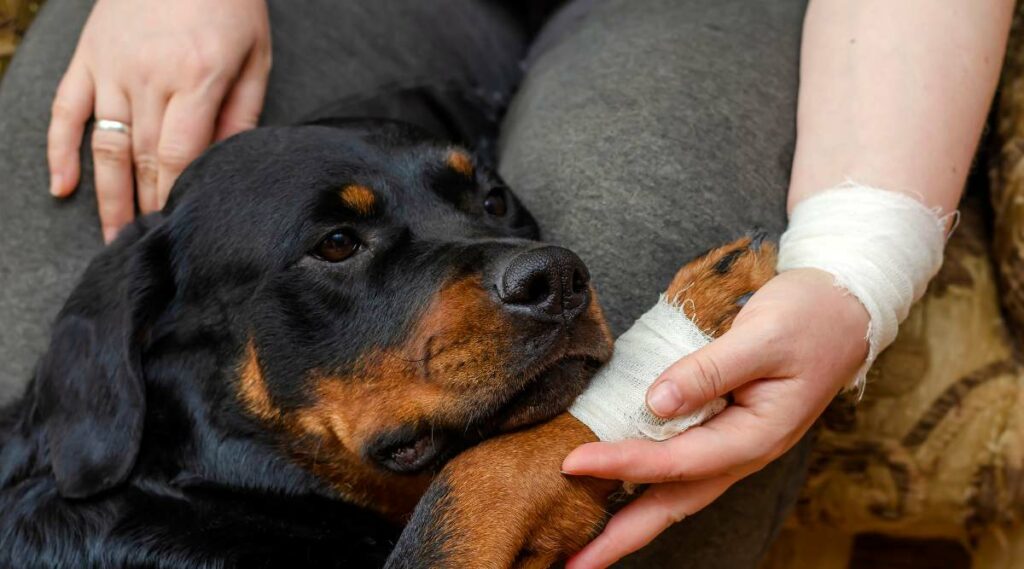 Rottweiler Lifespan: How Long Do Rottweilers Live? - Canine Journal