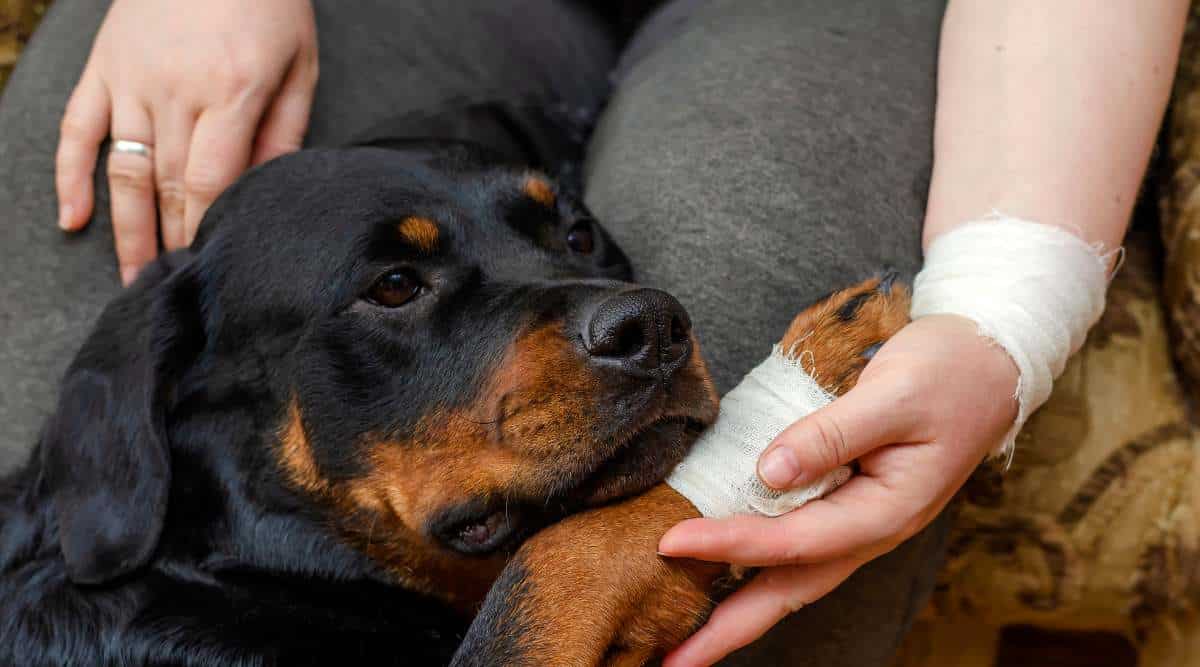10 Rottweiler Health Issues Vets Wish You Knew Sooner - Canine Journal