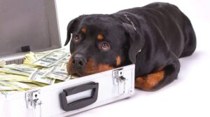Rottweiler Health Issues: 10 Health Concerns For Rotties - Canine Journal