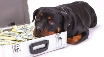 German Shepherd Prices: How Much Do German Shepherds Cost? | Canine Journal