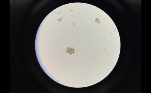 Roundworms In Dogs: Symptoms, Treatment & Prevention