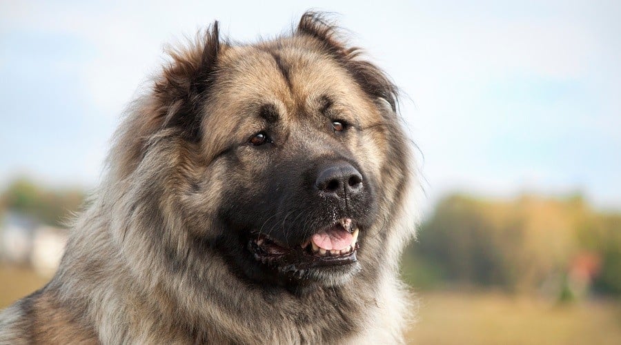 Russian Bear Dog Caucasian Shepherd Breed Information Facts Traits More Canine Journal
