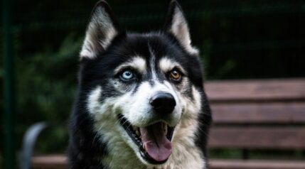 22 Stunning Siberian Husky Mixes And What To Expect - Canine Journal