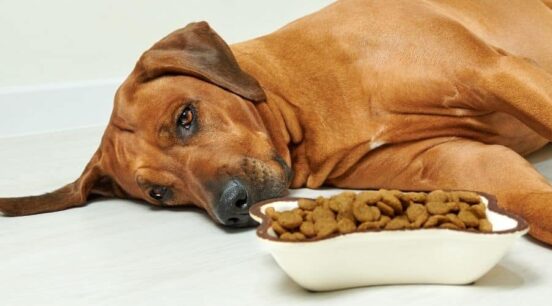 Sick Dog Symptoms: 10 Warning Signs You Should Never Ignore - Canine ...