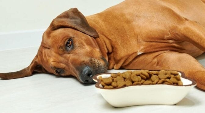 How Long Can A Dog Go Without Eating? The Warning Signs You Can’t Ignore