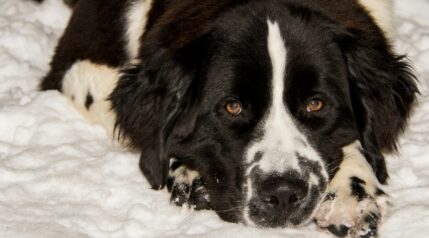 Newfoundland Dog Breed Information: Facts, Traits, Pictures & More ...