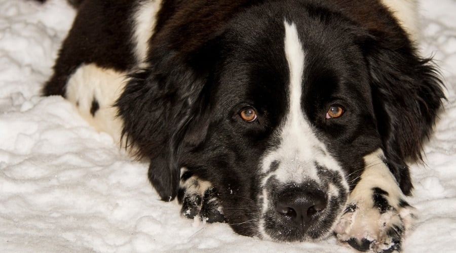 Saint Bernard Newfoundland Mix: Saint Bernewfie Breed Information ...