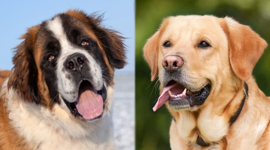 Saint Bernard vs. Labrador Retriever: Breed Differences & Similarities ...