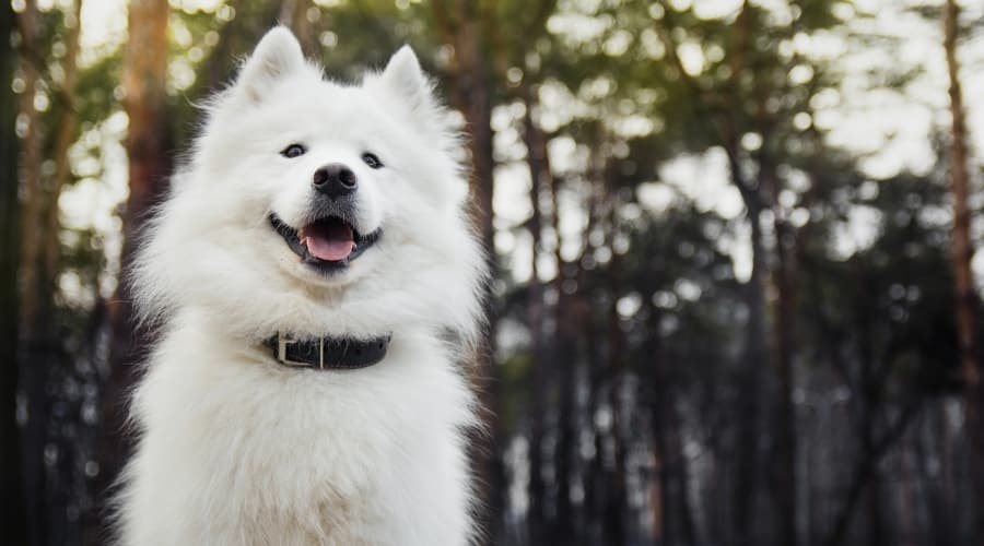 Samoyed Dog Breed Information: Facts, Traits, Pictures, & More - Canine ...