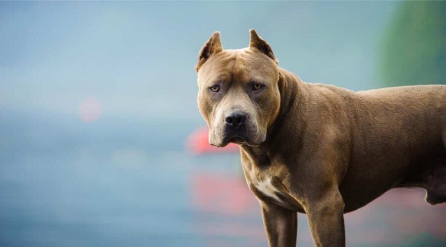 Boxer Growth Chart: Milestones & What To Expect - Canine Journal