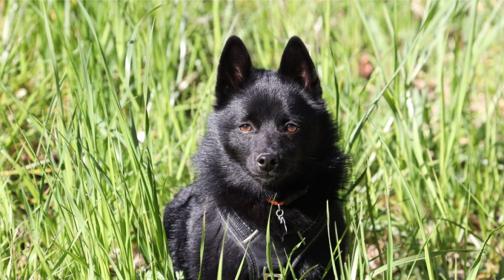 Schipperke Breed Information: Facts, Traits, Pictures & More - Canine ...