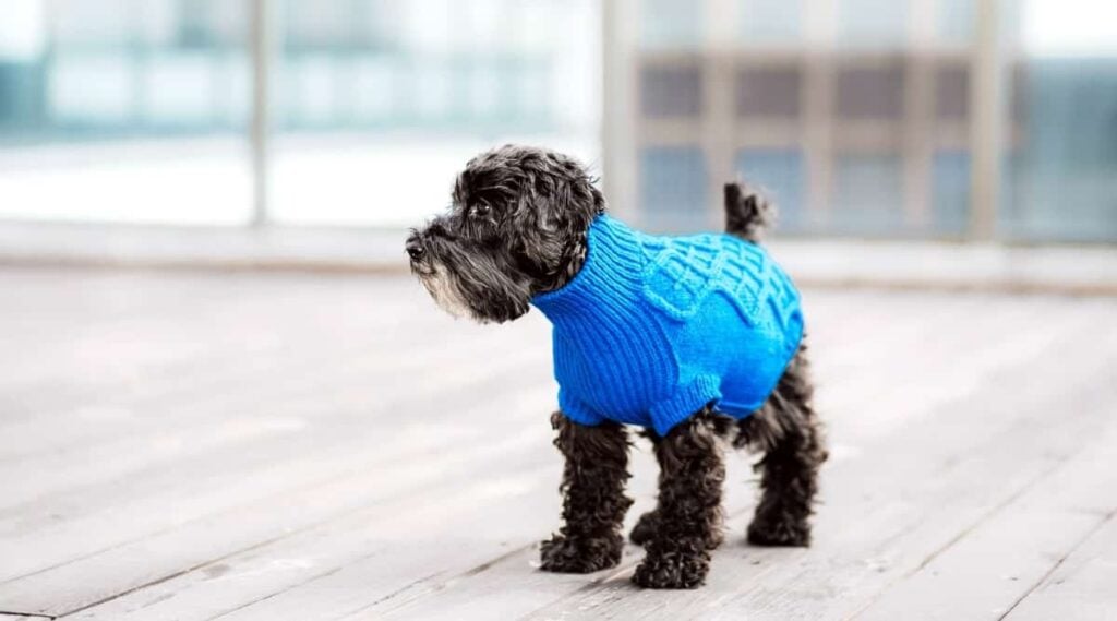 6 Free DIY Knitted Dog Sweater Patterns: Cable, Striped, Nordic & More ...