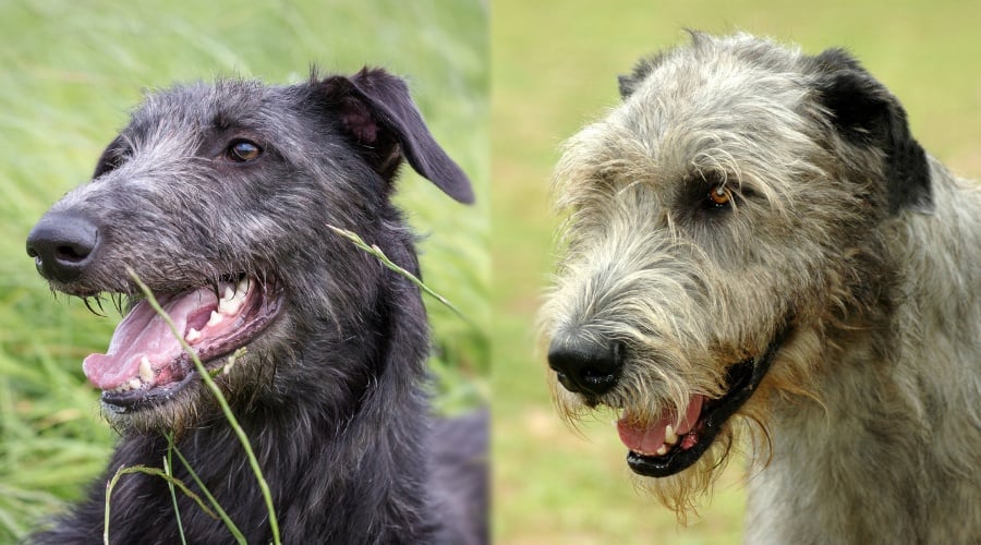Scottish Deerhound vs. Irish Wolfhound: What's The Difference? - Canine ...