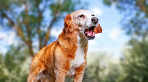 Why Dogs Bark At Literally Nothing & What You Can Actually Do About It