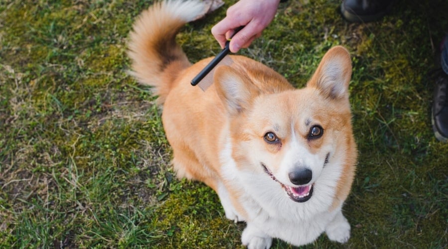 Corgi Shedding: How Much Do Welsh Pembroke & Cardigan Corgis Shed ...