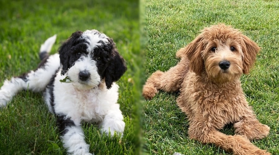 Sheepadoodle vs. Goldendoodle: What's The Difference? - Canine Journal