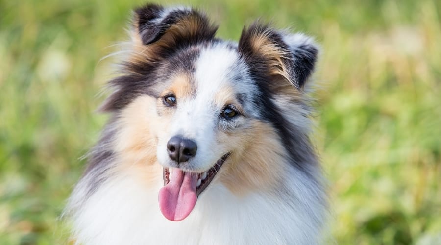 Shetland Sheepdog (Sheltie) Breed Information: Facts, Pictures, and More