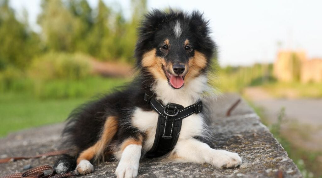 Sheltie Dog Names: 200+ Names For Your Shetland Sheepdog - Canine Journal