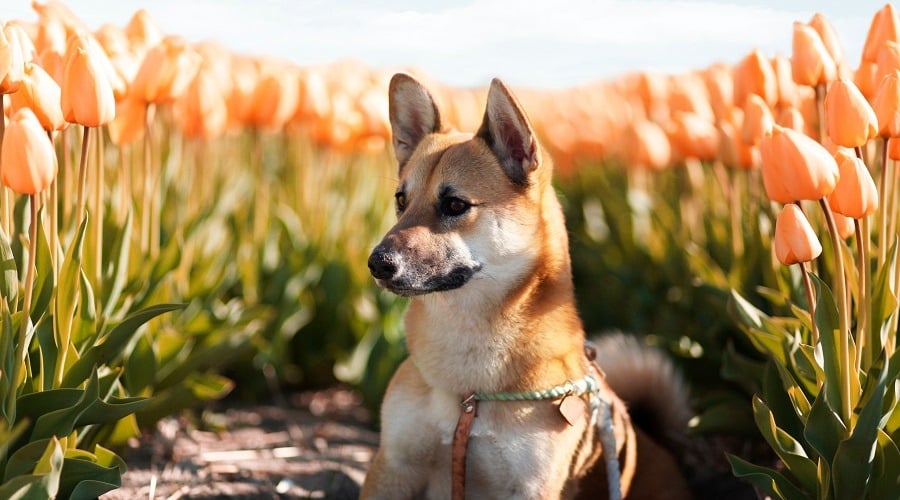 Shiba Inu Mixes: 20 Popular Shiba Cross Breeds You'll Love | Canine Journal