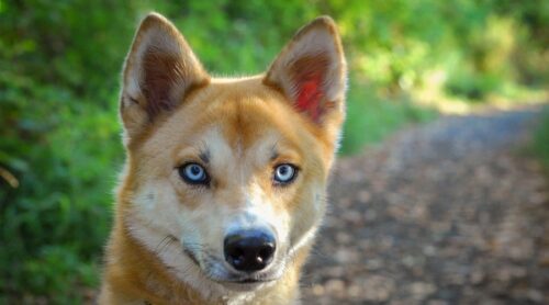 Shiba Inu Corgi Mix: Why We Love the Adorable Shiba Corgi - Canine Journal