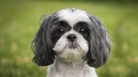 Is Your Shih Tzu At Risk? 10 Common Shih Tzu Health Issues You Shouldn ...
