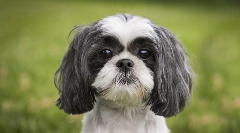 Is Your Shih Tzu At Risk? 10 Common Shih Tzu Health Issues You Shouldn ...