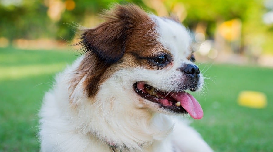 Shih Tzu Chihuahua Mix (ShiChi): Breed Information, Puppy Prices & More ...