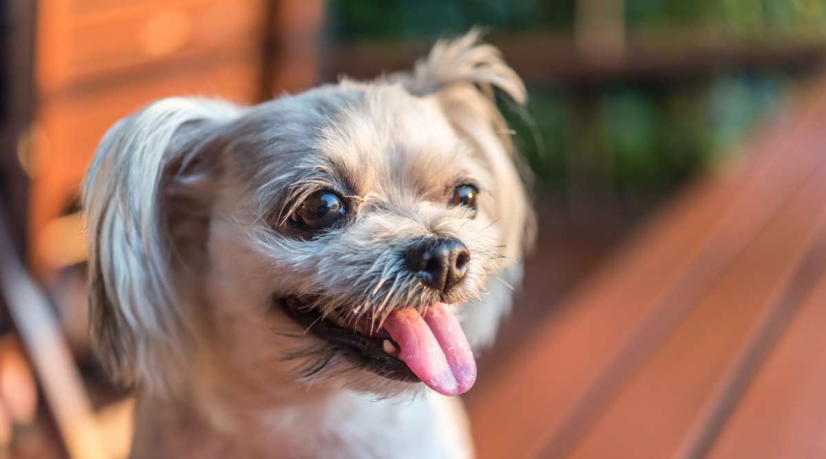 Shih Tzu Pomeranian Mix