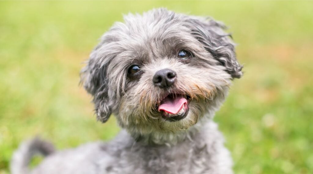 Shihpoo Dog Breed Information: Facts, Traits, Pictures & More - Canine ...