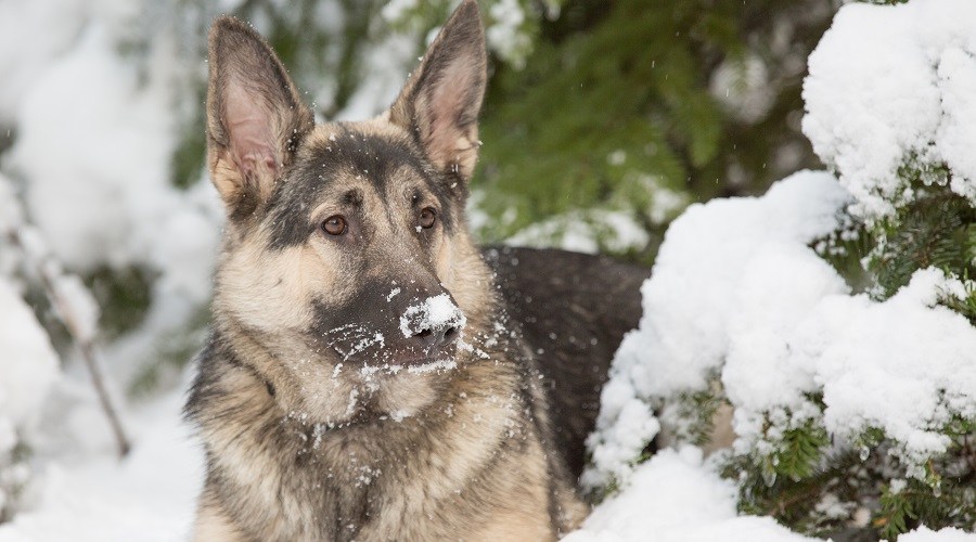 Shiloh Shepherd Dog Breed Information: Facts, Traits, Pictures & More ...
