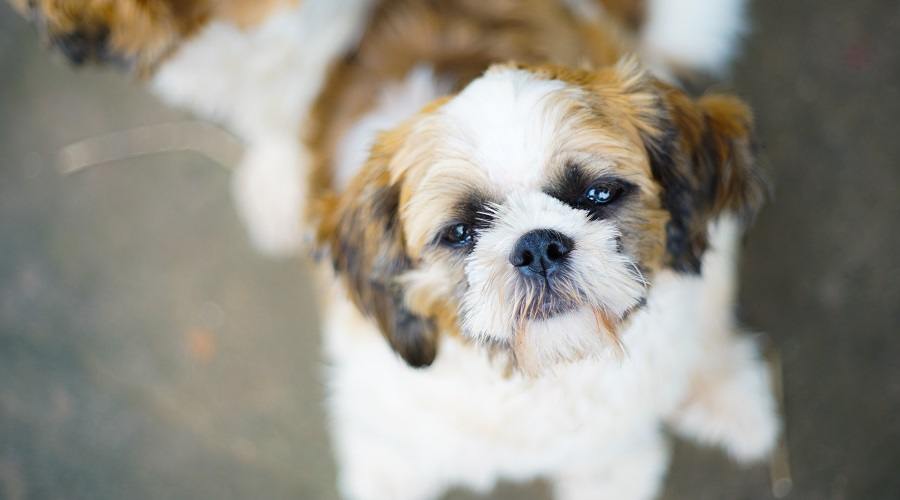 Shorkie Breed Information: All About The Shih Tzu Yorkie Mix - Canine ...