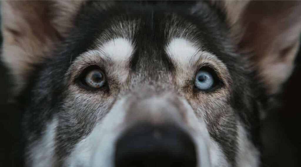 Siberian Husky vs Wolf: Are They Related? (Differences & More) | Canine ...