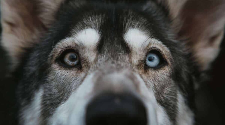 Beagle Husky Mix: Beaski Breed Information, Traits, Facts & More ...